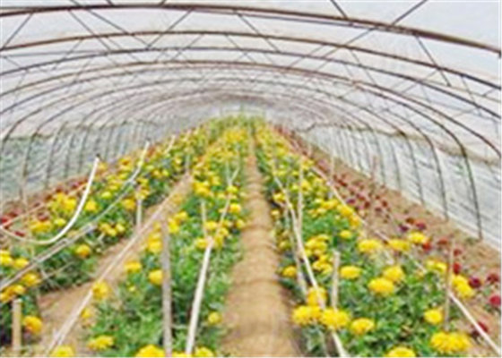 Mulch Jumbo Rolling Plastic Greenhouse Film With High Impact Resistance