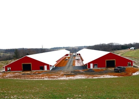 Pre Built Commercial Steel Structure Poultry House Chicken Rearing Structures