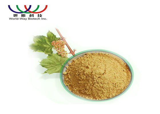 Cosmetic Skin Care Knotweed Extract Resveratrol Vitis Vinifera Powder Medicinal Grade