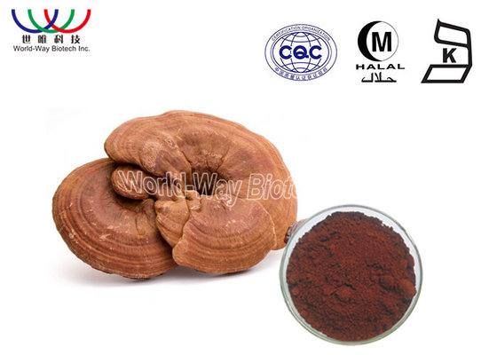 Custom Ganoderma Lucidum Extract , Medicinal Mushroom Powder Anti - Aging