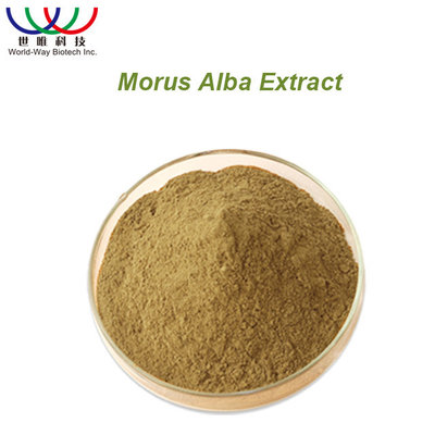 Food Grade Morus Alba Root Extract , Organic Mulberry Leaf Extract For Skin Lightening