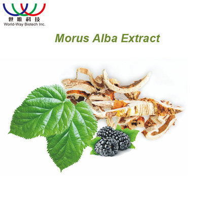 Food Grade Morus Alba Root Extract , Organic Mulberry Leaf Extract For Skin Lightening
