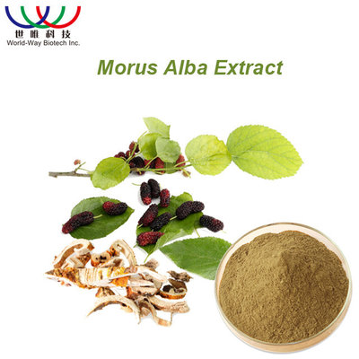 Food Grade Morus Alba Root Extract , Organic Mulberry Leaf Extract For Skin Lightening