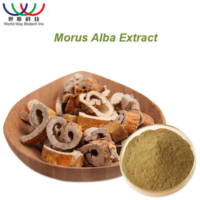 Food Grade Morus Alba Root Extract , Organic Mulberry Leaf Extract For Skin Lightening