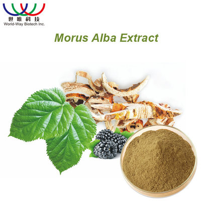 Food Grade Morus Alba Root Extract , Organic Mulberry Leaf Extract For Skin Lightening