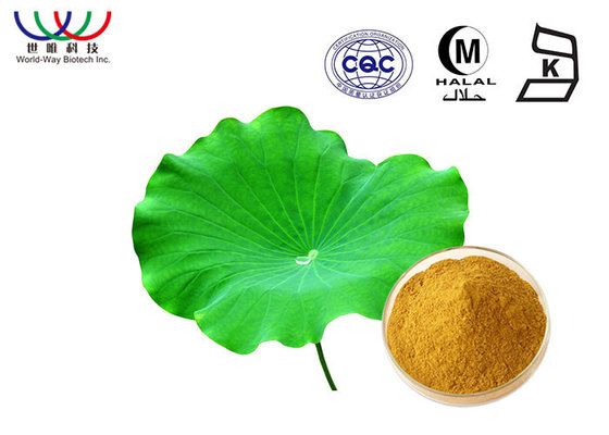 Nelumbo Nucifera Leaves Extract Powder , Pure Natural Botanical Extracts