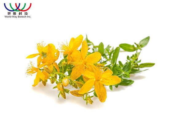 Animal Nutrition St John'S Wort Extract Herb Medicine 0.3% Hypericin Promote Sleep