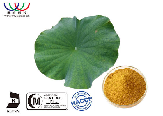 Dried Lotus Leaf Weight Loss , Chinese Quality Herbal Extracts Fat - Burner Flavonoids
