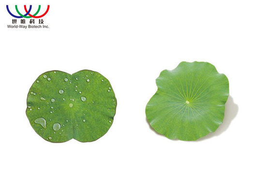 Dried Lotus Leaf Weight Loss , Chinese Quality Herbal Extracts Fat - Burner Flavonoids