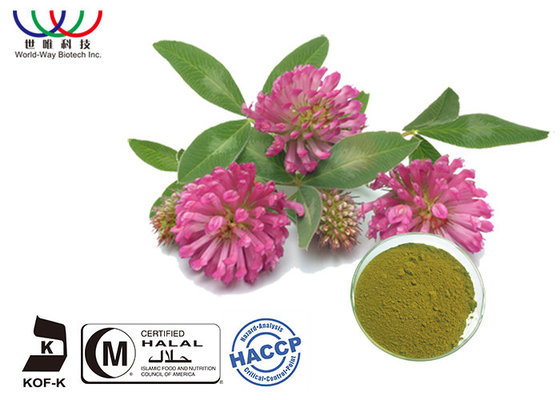 Good Odor Trifolium Pratense Flower Extract , Water Soluble Natural Herbal Extracts