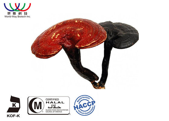 Custom Red Reishi Mushroom Powder , Food Grade Reishi Mushroom Spore Powder