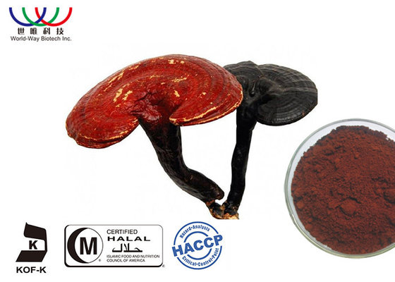 100% Natural Organic Reishi Spore Powder , Lingzhi Maitake Mushroom Extract
