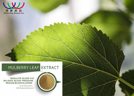 Dried Morus Alba Extract 1% 1 - Deoxynojirimycin Low Blood Sugar Food Grade