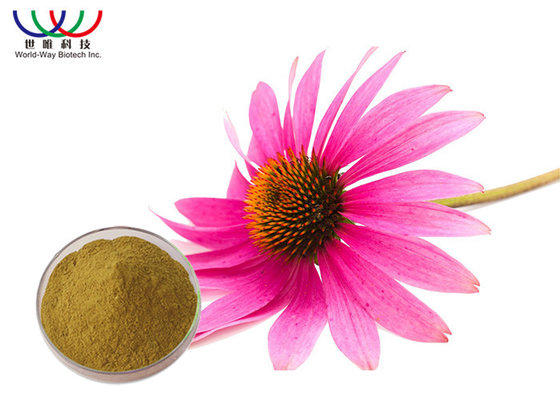 Aerial Part Echinacea Purpurea Extract Light Brown Fine Powder Enhancing Immunity