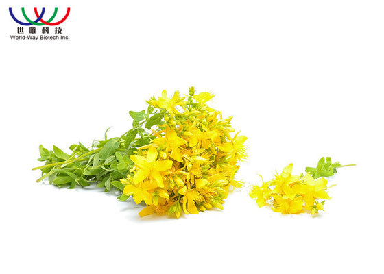 Herbal Medicine St John'S Wort Extract Powder 100 % Natrual Anti Depression