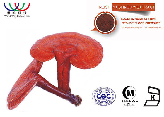 30% Triterpenes Reishi Mushroom Extract Powder 10% - 50% Polysaccharides