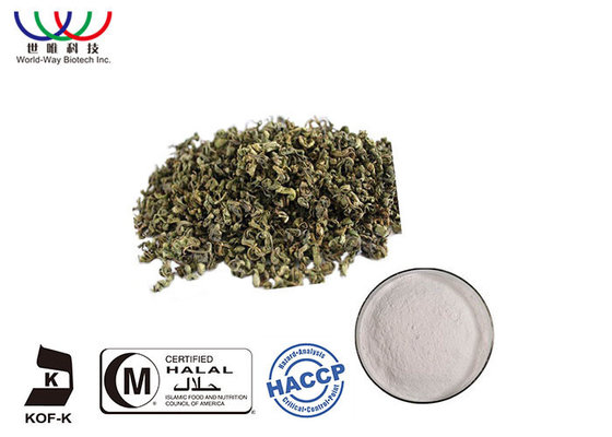 High Standard  Sweet Tea Extract Powder Solvent Extraction Balance Blood Sugar And Blood Fat