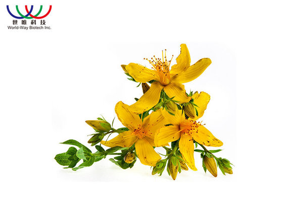 Medicine St John'S Wort Extract Dark Brown Fine Powder Relieve Pain Anti - Fungal