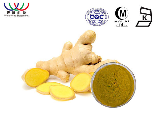 Anti Bacterial Zingiber Officinale Extract , Ginger Extract Powder For Weight Loss