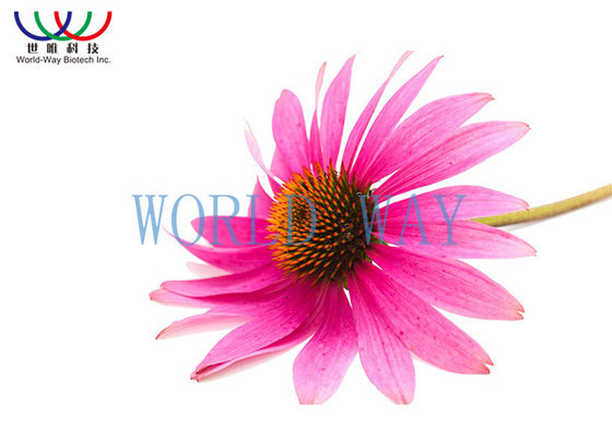 Freshe Chinacea Angustifolia Root Extract , Echinacea Goldenseal Extract  Powder