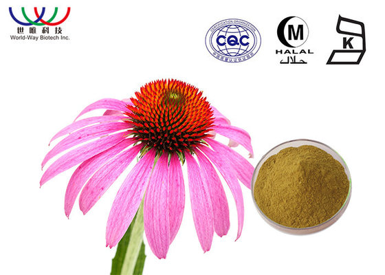 Natural Herbal  Echinacea Purpurea Extract Chicoric Acid Powder Enhance Immunity
