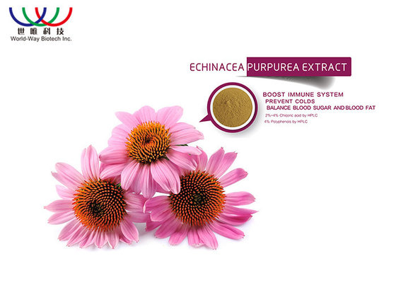 Anti - Virus Echinacea Plant Extract , Pure Echinacea Purpurea Root Extract