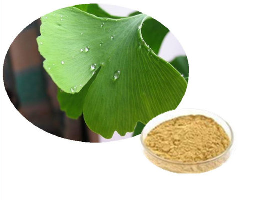 Ginkgo Biloba Leaf Extract powder , Natural Plant Extracts Flavonoids Terpene Lactones 6%