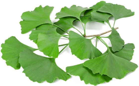 Ginkgo Biloba Leaf Extract powder , Natural Plant Extracts Flavonoids Terpene Lactones 6%