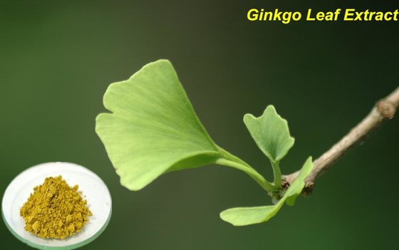 Ginkgo Biloba Leaf Extract powder , Natural Plant Extracts Flavonoids Terpene Lactones 6%