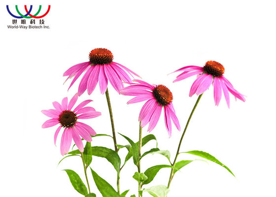 All Natural Echinacea Purpurea Extract Powder 4% Polyphenols Boost Immune System
