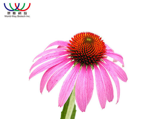 All Natural Echinacea Purpurea Extract Powder 4% Polyphenols Boost Immune System