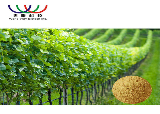 Pure Grape Skin Extract Vitis Vinifera Powder , Resveratrol Plus Red Wine Extract