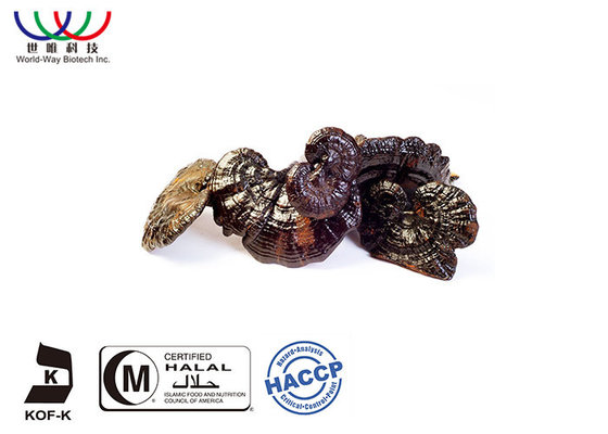 Boost Immune Reishi Mushroom Extract 10% ~ 60% Polysaccharide 6% 30% Triterpene