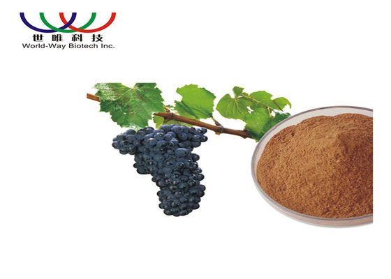 Cosmetic Skin Care Knotweed Extract Resveratrol Vitis Vinifera Powder Medicinal Grade