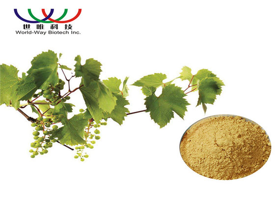 Good Grade Vitis Vinifera Extract Powder , 100% Natural Resveratrol Red Wine Extract