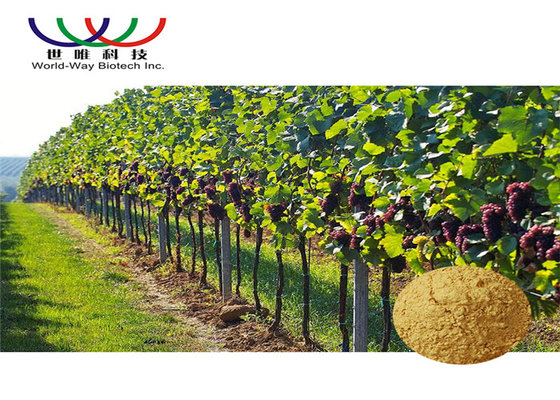 Pure Grape Skin Extract Resveratrol , Natural Skin Care Red Wine Grape Extract