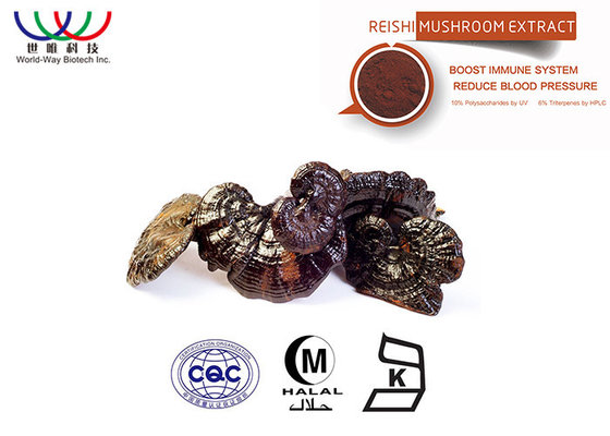 Healthy Lingzhi Mushroom Extract , Reishi Shiitake Maitake Mushroom Extract