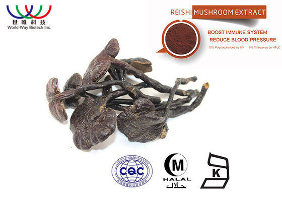 Water Soluble Reishi Mushroom Extract Brown Fine Powder Support Circulatory System