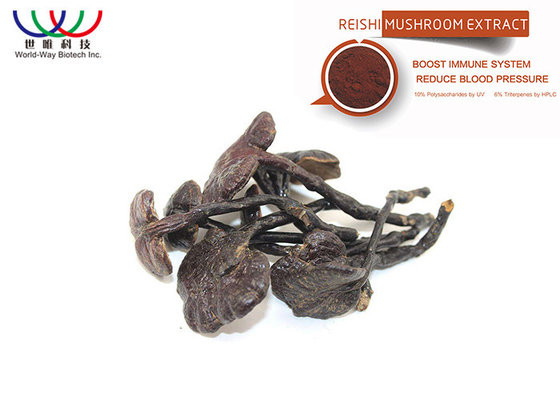 Water Soluble Reishi Mushroom Extract Brown Fine Powder Support Circulatory System