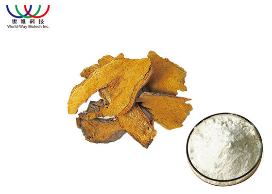 Anti - Oxidant Giant Knotweed Extract , Cosmetic Japanese Knotweed Root Extract