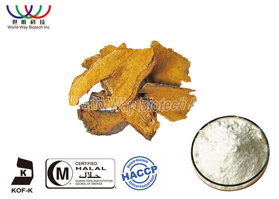 Anti - Oxidant Giant Knotweed Extract , Cosmetic Japanese Knotweed Root Extract