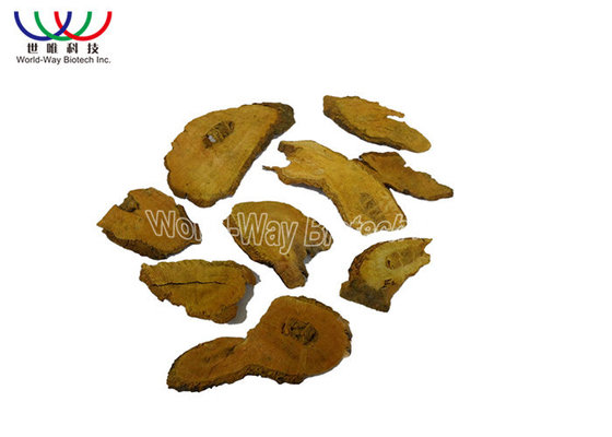 Polygonum Cuspidatum Extract Anti Cancer , Rhizome Japanese Knotweed Root Powder