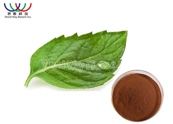 Natural Pure Morus Alba Extract Mulberroside Anti - Bacteria For Skin Cosemtic