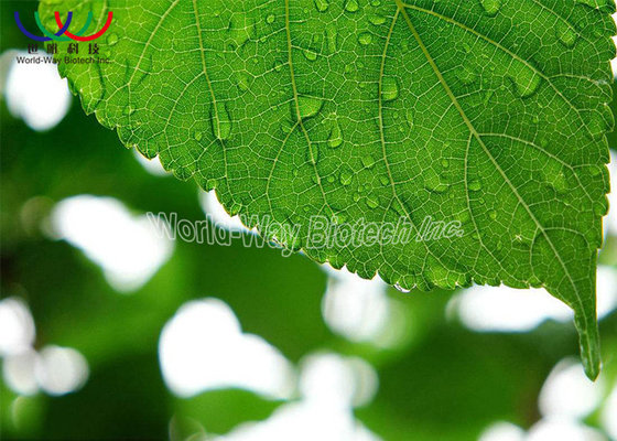White Morus Alba Extract Powder Pharmaceutical Grade For Traditional Oriental Medicine