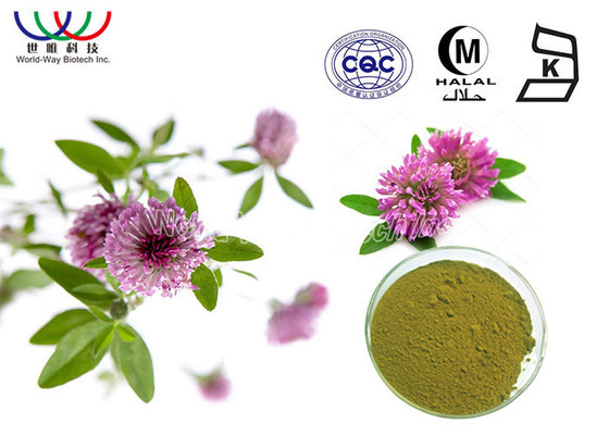 CAS 85085 25 2 Red Clover Extract Powder 20% Isoflavones Benefits For Menopause Women'S Health