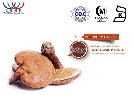 Anti Tumor Reishi Spore Powder , Ganoderma Lucidum Extract Polysaccharieses