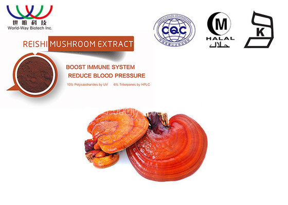 Pure Reishi Mushroom Extract Raw Materials Prevent Cardiovascular Disease