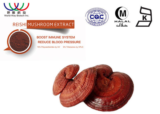 Food Grade Reishi Extract Powder , Organic Reishi Mushroom Powder 25kg / Drum