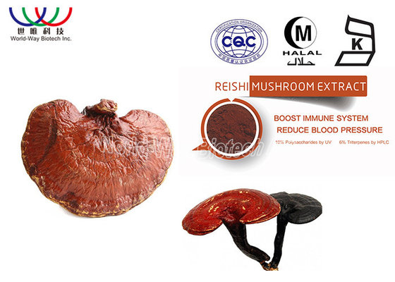 High Standard Ling Zhi Reishi Mushroom Fruiting Body Extract For Sleep Improvement
