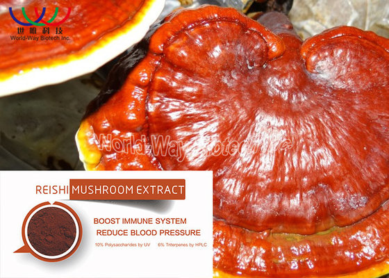Natural Herbal Lingzhi Mushroom Extract , Organic Ganoderma Lucidum Spore Powder